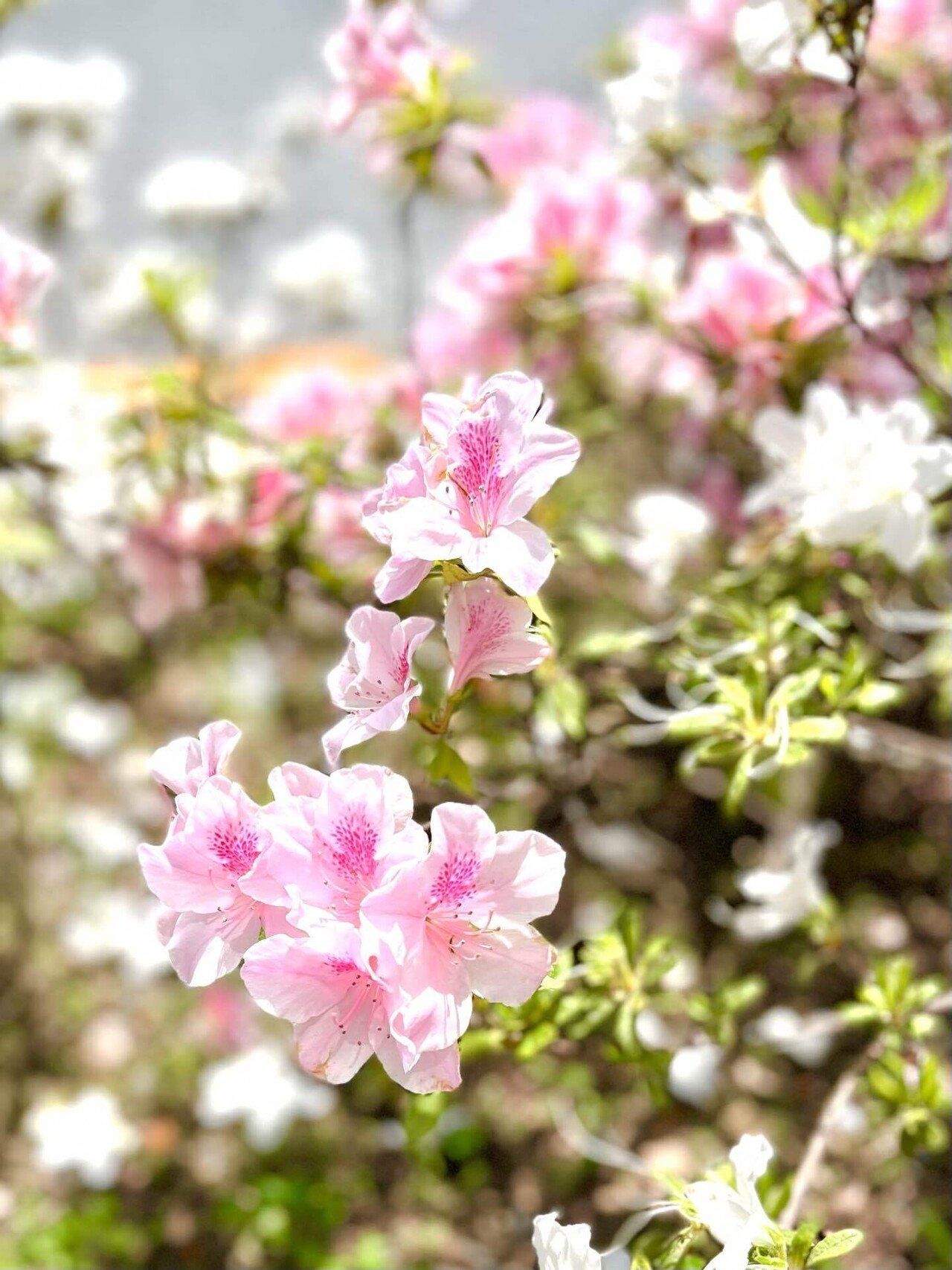今朝までのわたしにさよなら髪を切り 宇宙杯の予選まであと7時間半！ 本日20時より開場しまーす！ https://note.com/minhai/n/n11e761d8df34 #宇宙杯 ...