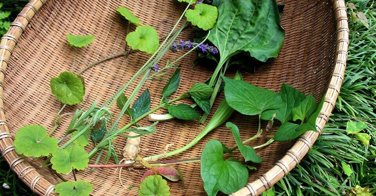 自己紹介とNACHARALについて｜静岡茶スパブランド NACHARAL（ナチャラル）林夏子