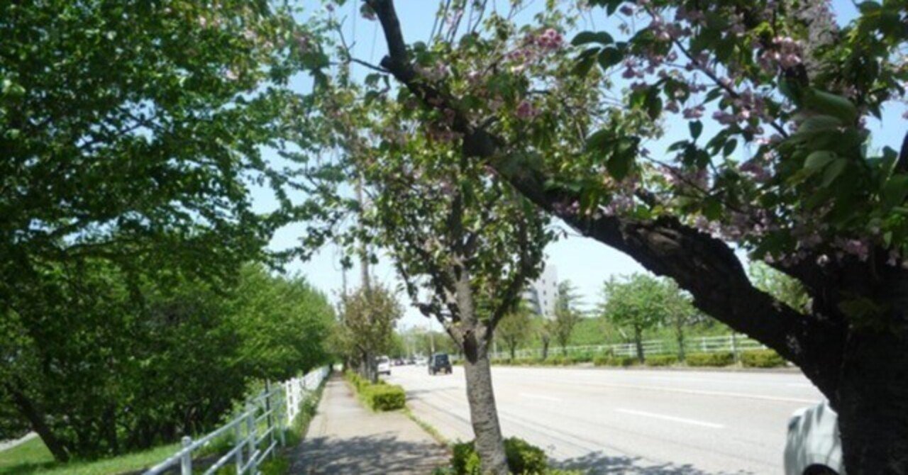 八重桜の満開を見逃しました｜koichi sugihara