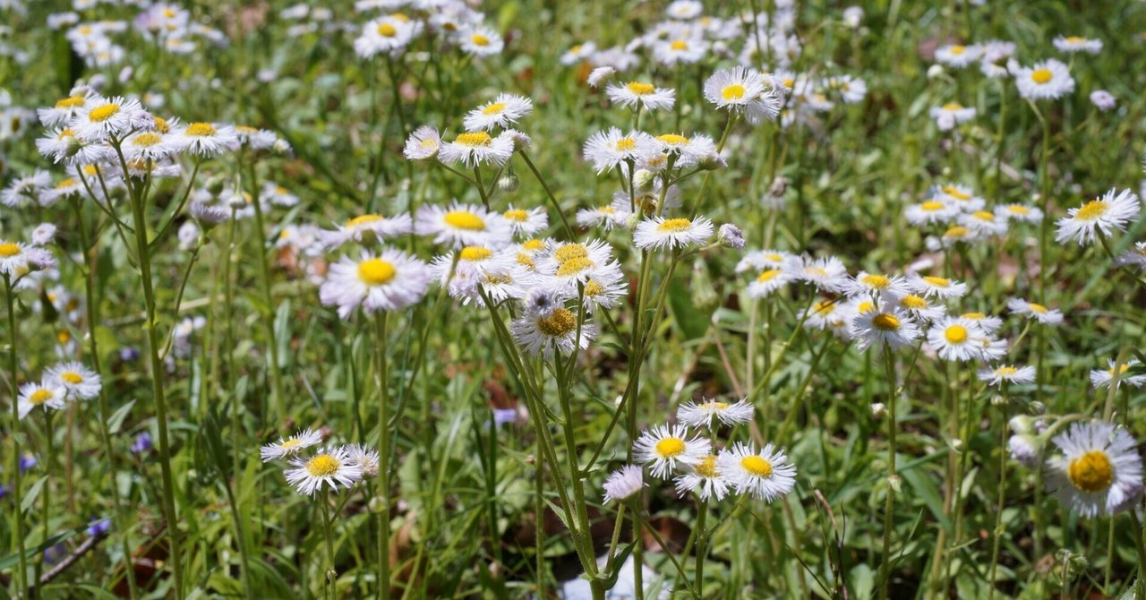 公開マガジンの整理しました。｜yasuu_kusayan｜note