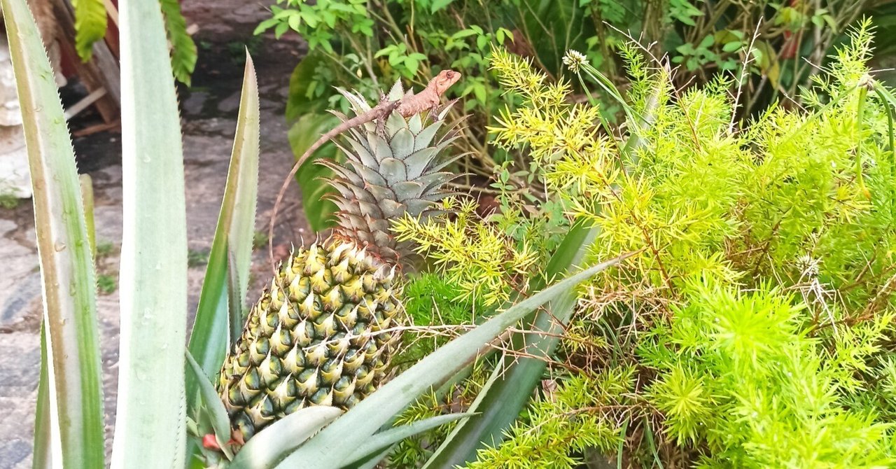 愚痴のこと｜J M Chieko｜note