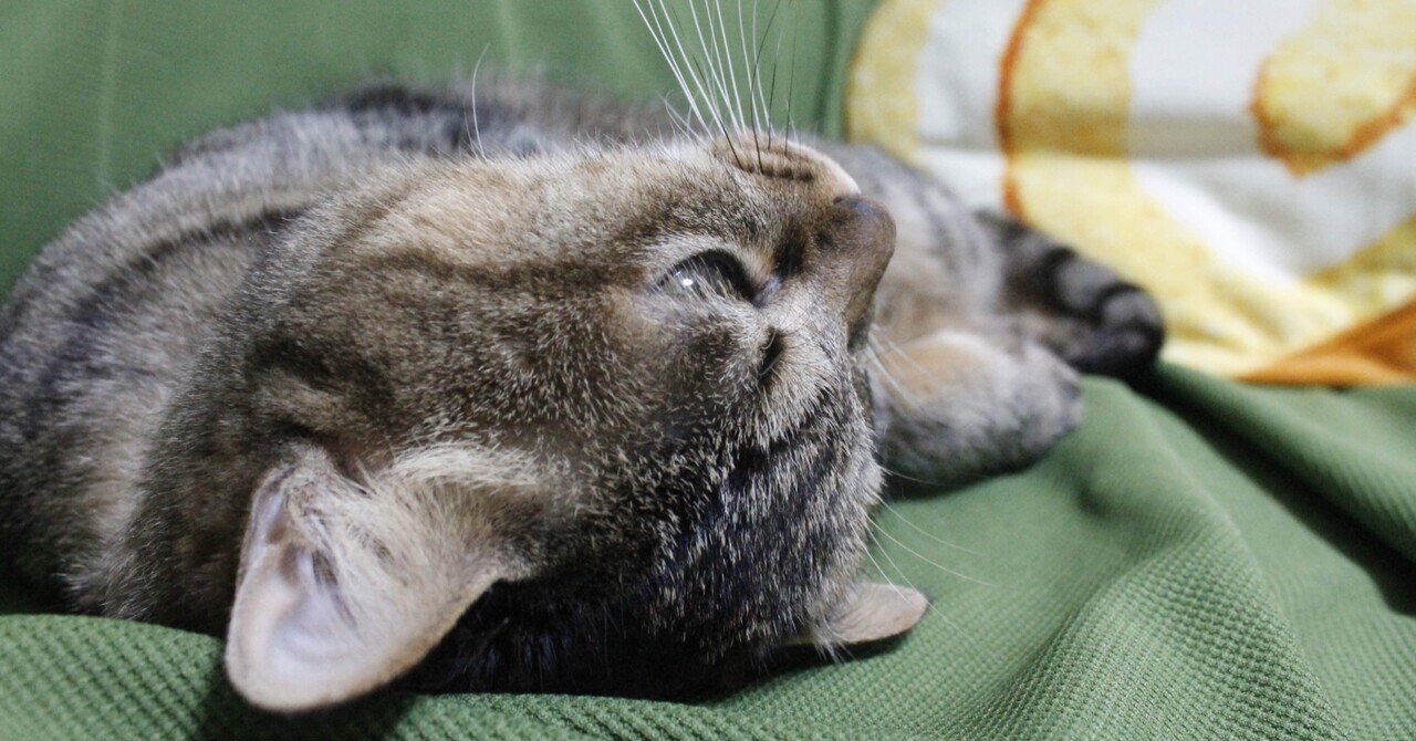 猫は麻薬|アボカドロ|note