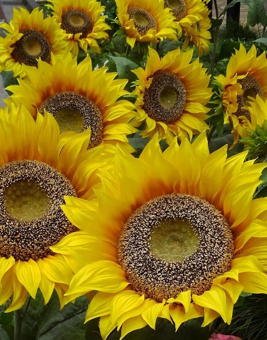 歩いていたら素敵なひまわりに遭遇♪｜Emika@Nihongo Blog