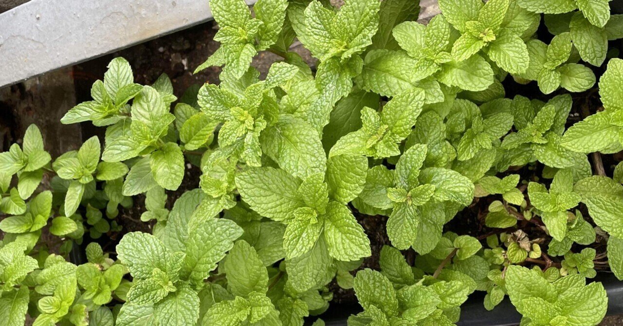 臨戦体制【養蜂生活387日目】｜yabusan（823）｜note