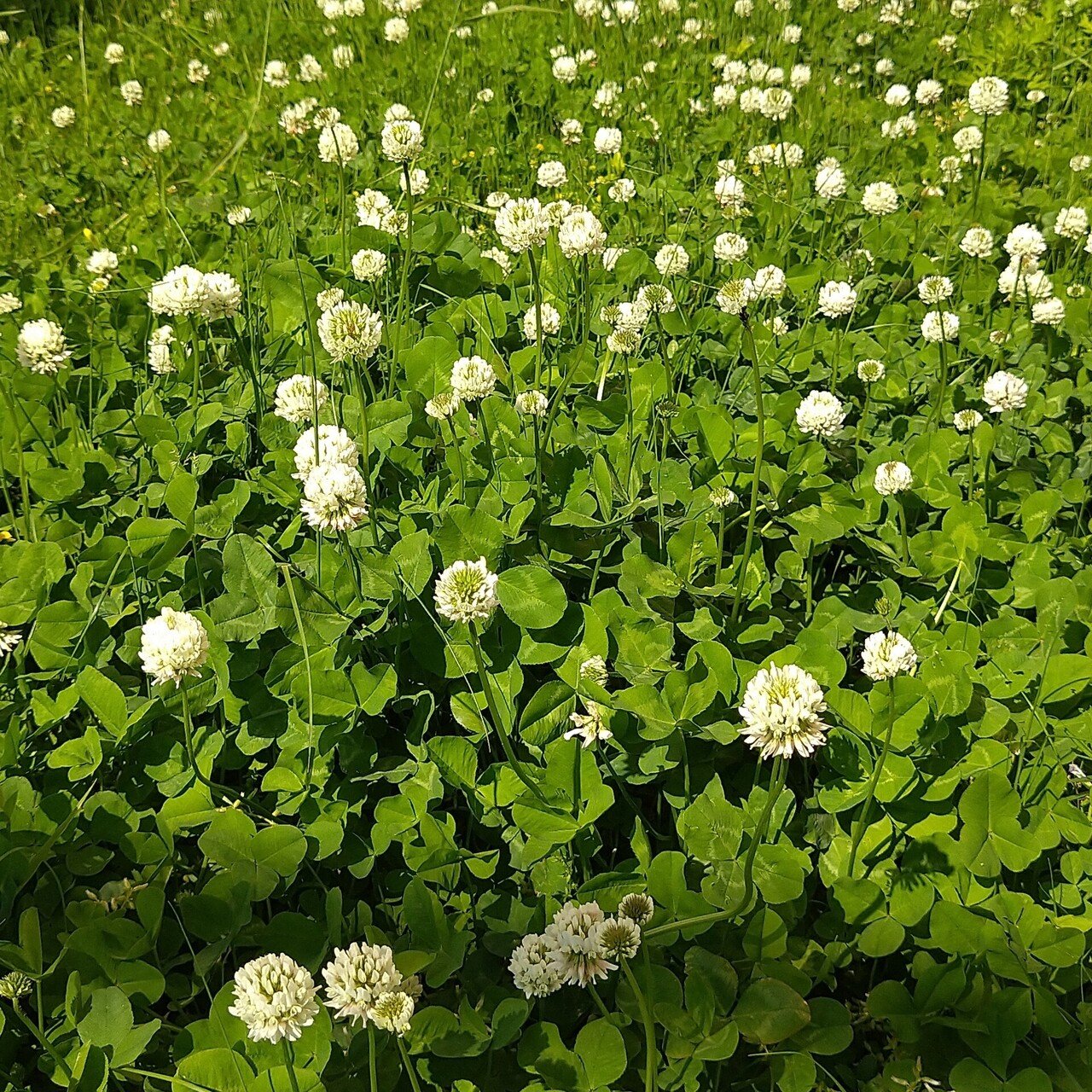 シロツメクサ🌼🌼🌼🧸2022年｜りんだ🎹stand.fm公式パートナーSPP｜note