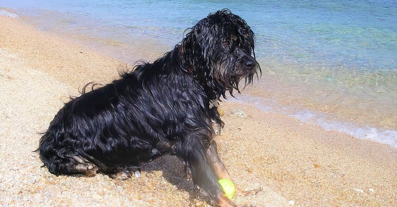 メキシコへ豪華旅行②典型的な1日｜みかどん（Mikako Hoshi)｜note