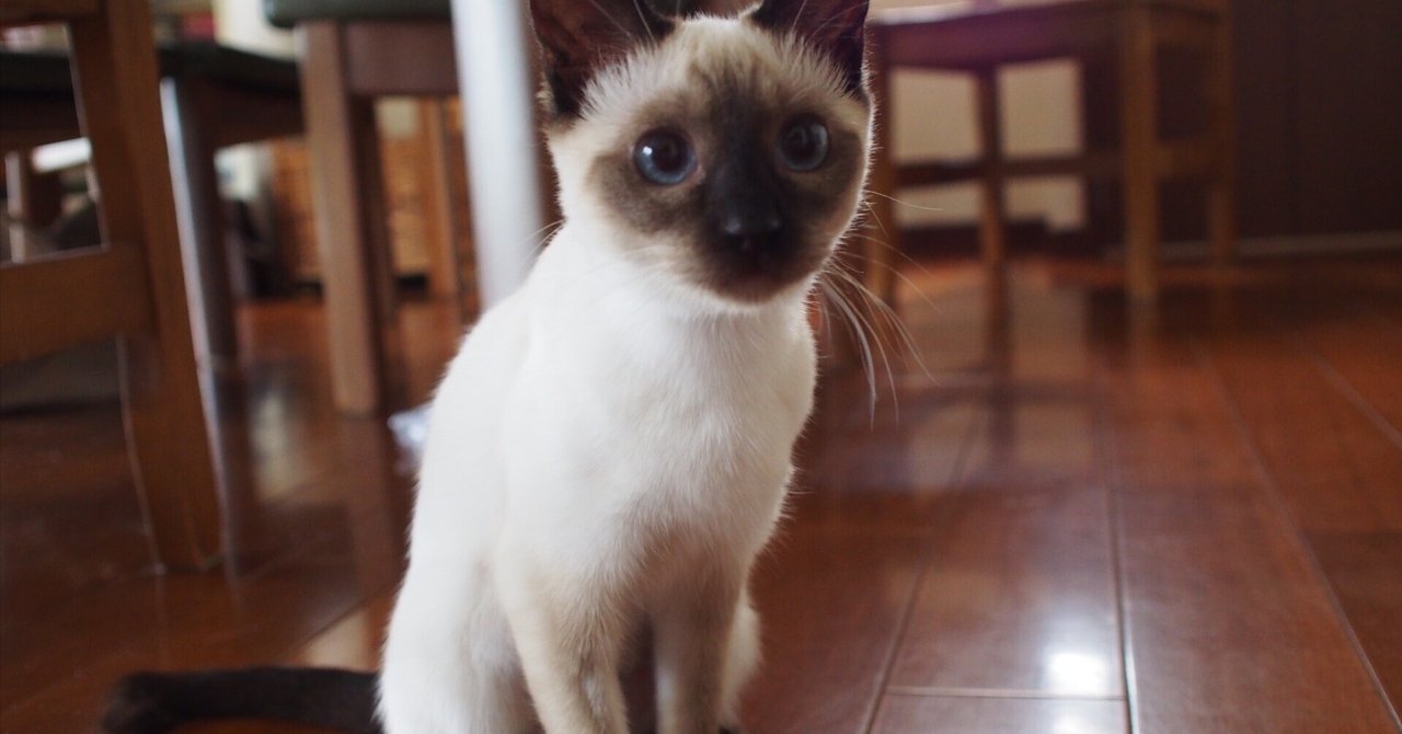 「猫と話せるようになった男の話」｜chuson