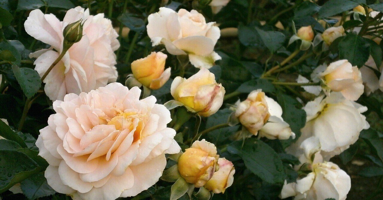 作曲家・音楽関連の名前のバラ2-5｜Takuya Imahori