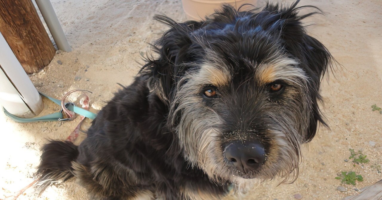 なんちゃってキャンピングカー(バン）でメキシコへ③ついにラバンタナに到着！｜みかどん（Mikako Hoshi)