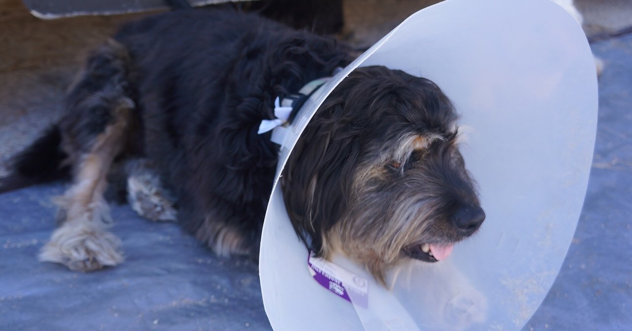 4回目のメキシコキャンプ②くまの大けが｜みかどん（Mikako Hoshi)