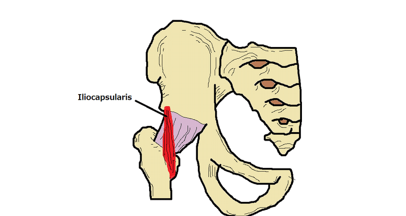 iliocapsularisとは何か｜こうやう