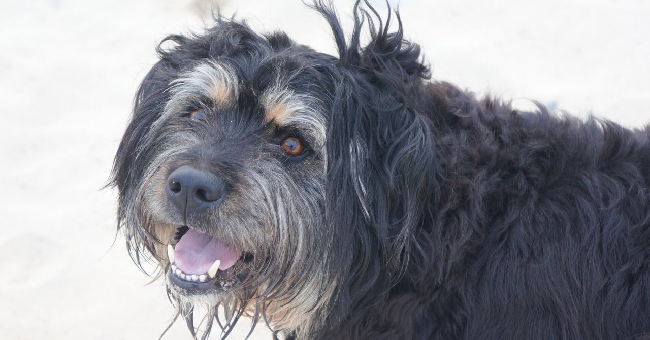 4回目のメキシコキャンプ③やっと楽しいキャンプに戻ったよ。｜みかどん（Mikako Hoshi)