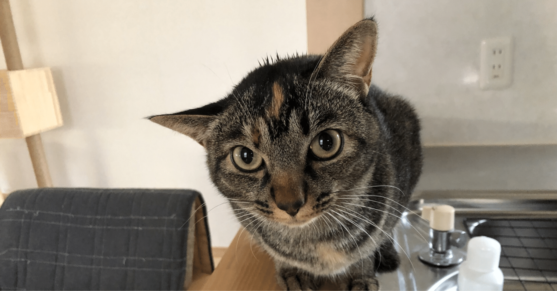 愛猫たち｜Takeru｜note