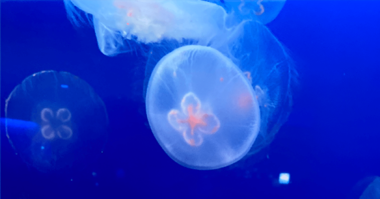 Biohistory〜人間に潜む生命の歴史〜｜橘井秋霜