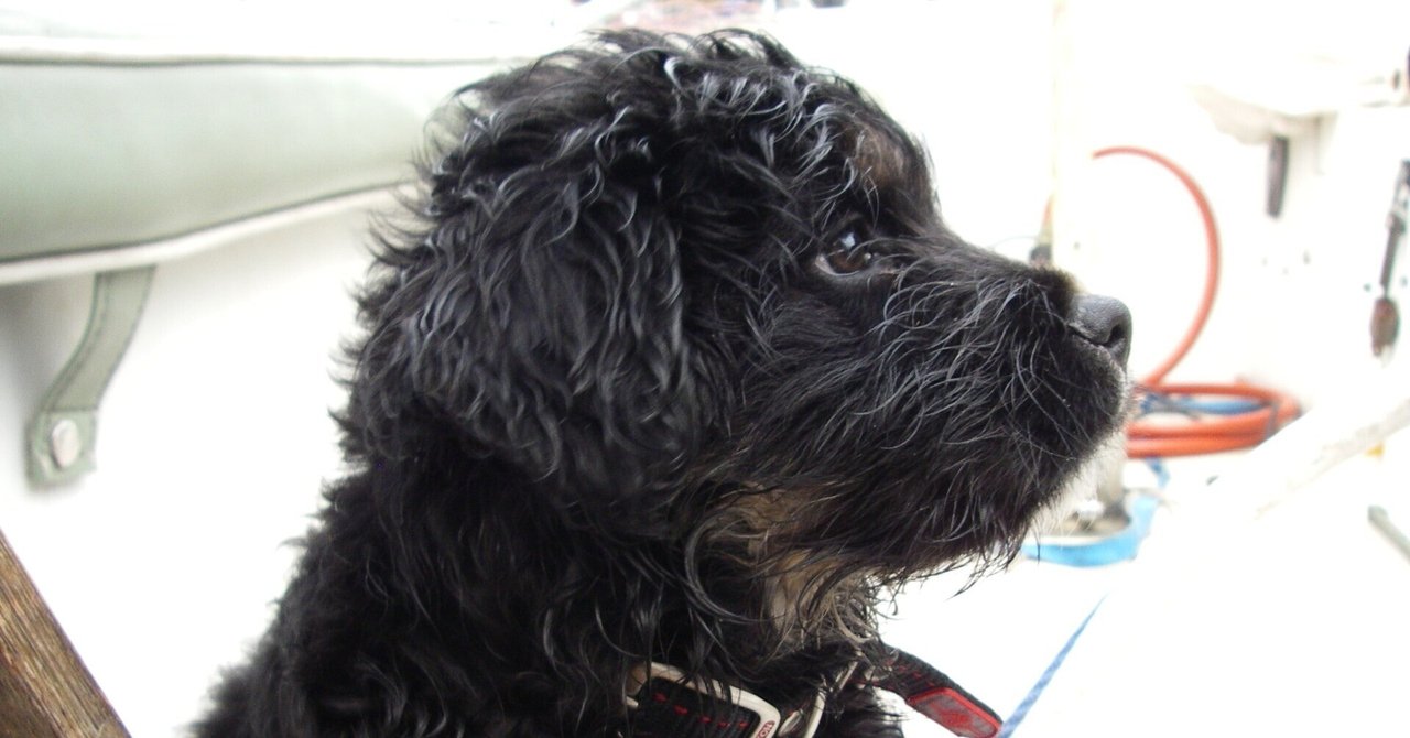 くまの子犬時代①まずはヨット暮らしから始まった｜みかどん（Mikako Hoshi)