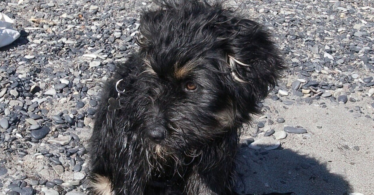 くまの子犬時代③サンフランシスコで海ビーチデビュー｜みかどん（Mikako Hoshi)