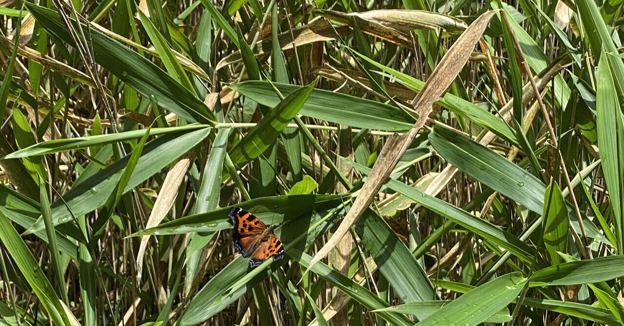 6000歩｜Kuramoto Ikumi｜note