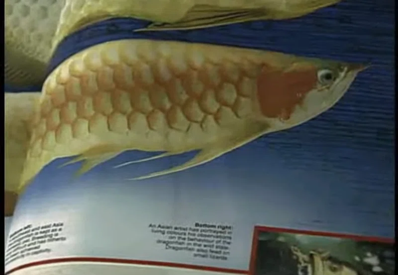 FRIED DRAGON FISH🐠1996 ｜あんずきん