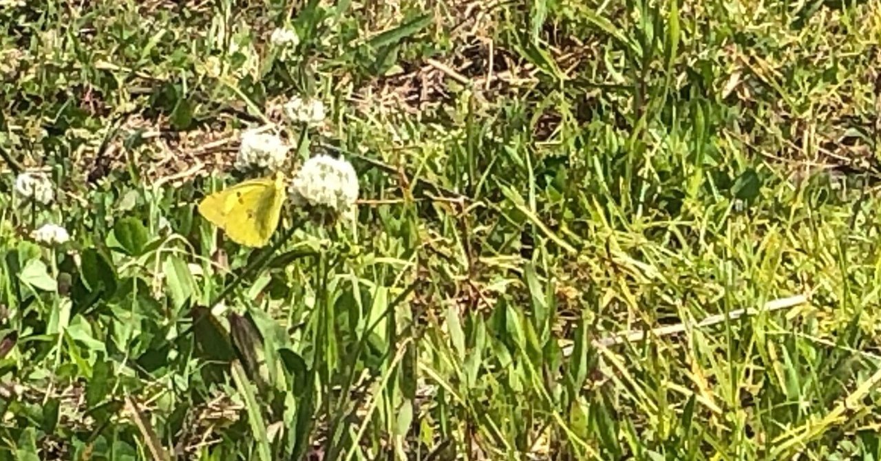 心は何を伝えたがっているのだろう？｜Stella garden‐ステラガーデン‐｜井藤雅子｜note