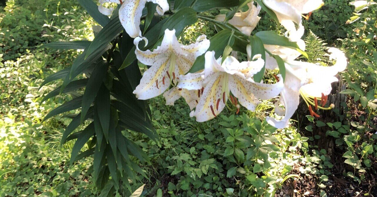 ルーティンについて😄｜batafly