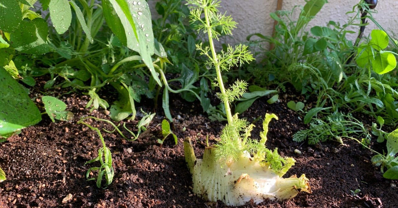 せたがやたがやせ 2022/05/30｜eiichirho_inui