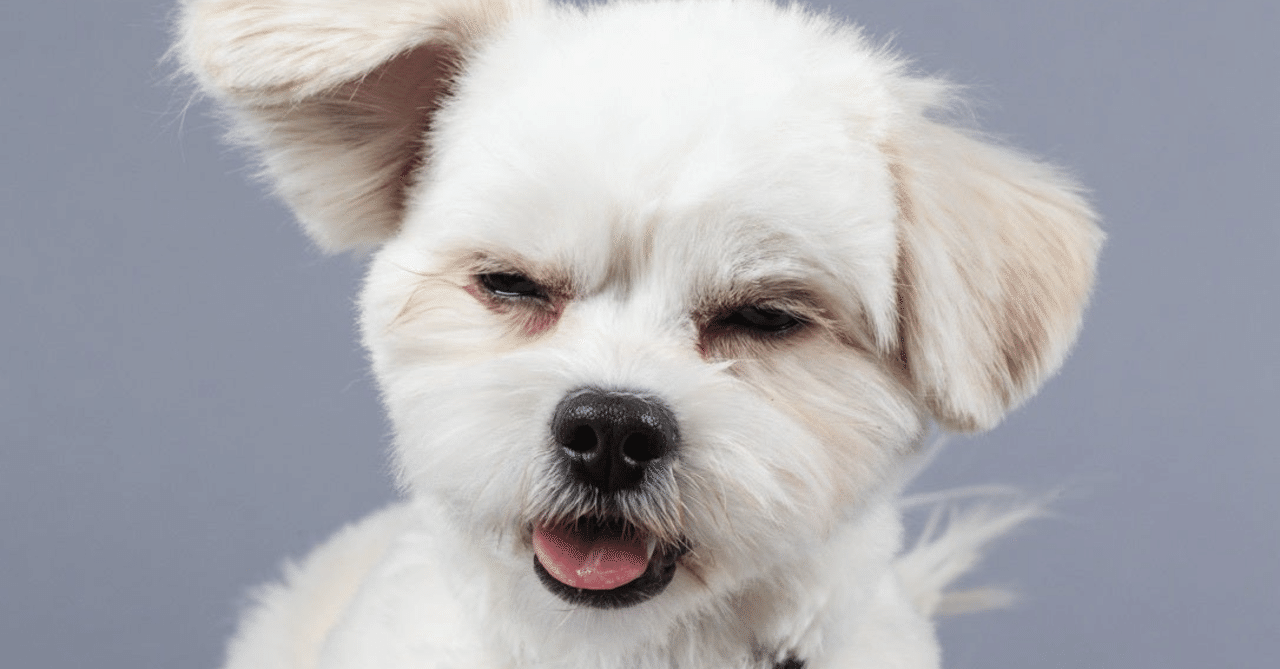 [Swift]しょうもないエラー②：error: variable used within its own initial value｜ましゅう@毎日投稿完結