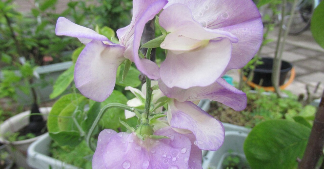 梅雨の前、少し寒かった｜岡本正行（旧名 杜のカラス）