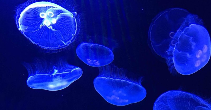 cofumi（こふみ） |詩🖋作詞🎵｜note