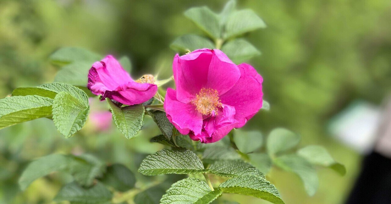 大学生になったけど、、、｜suke_nium