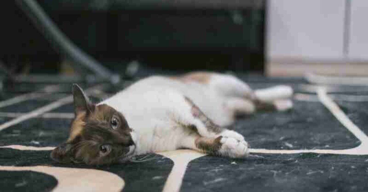 たまには「思考停止」で脳内リフレッシュをしよう！｜なな@note記録1367日目(3/19)