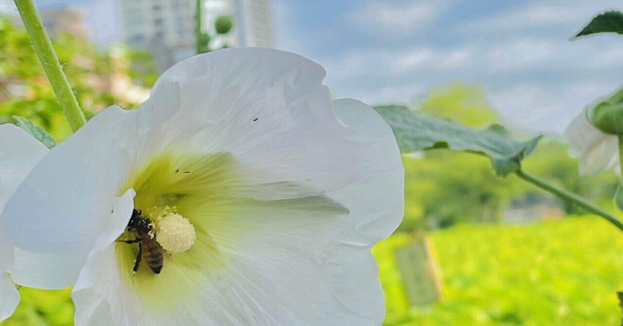 回復基調⁉️【養蜂生活415日目】｜yabusan（823）