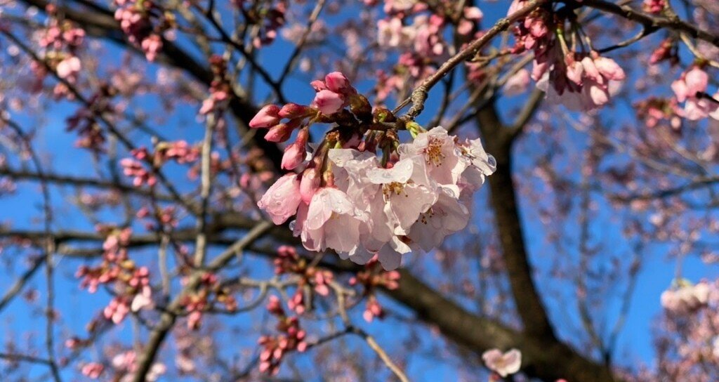 仕事｜けこぜろ / ke-ko0｜note