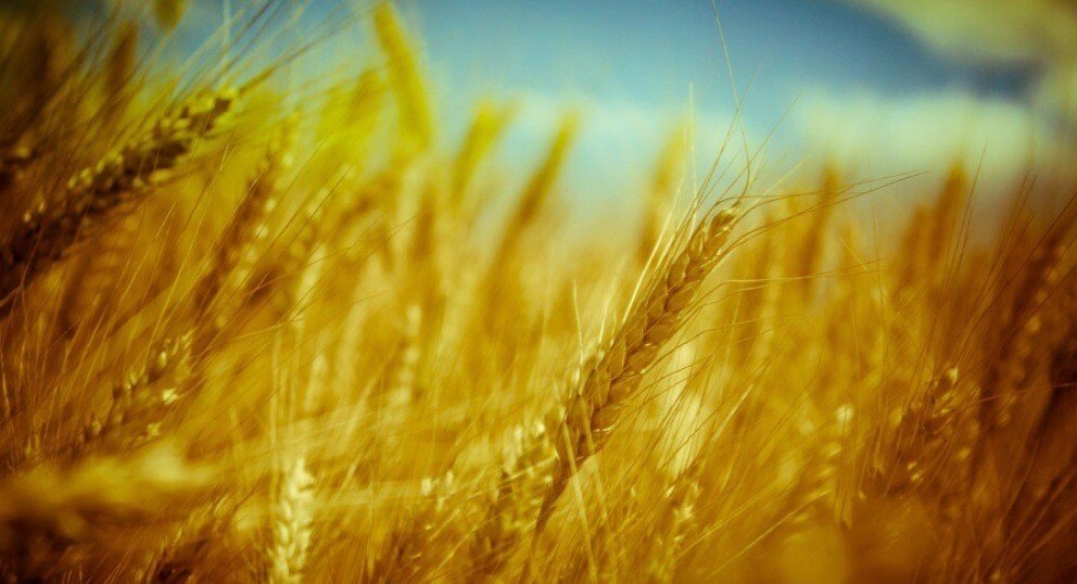 お菓子の素材を知ろう 小麦粉 編｜YOSUKEOTSUKA 大塚陽介｜note