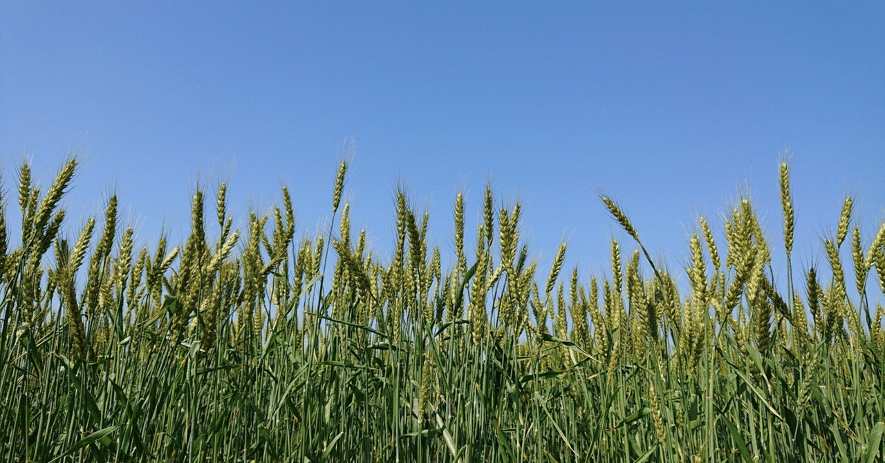 小麦粉は小麦のどの部分から作られるのか｜OtsukaYosuke 大塚陽介｜note