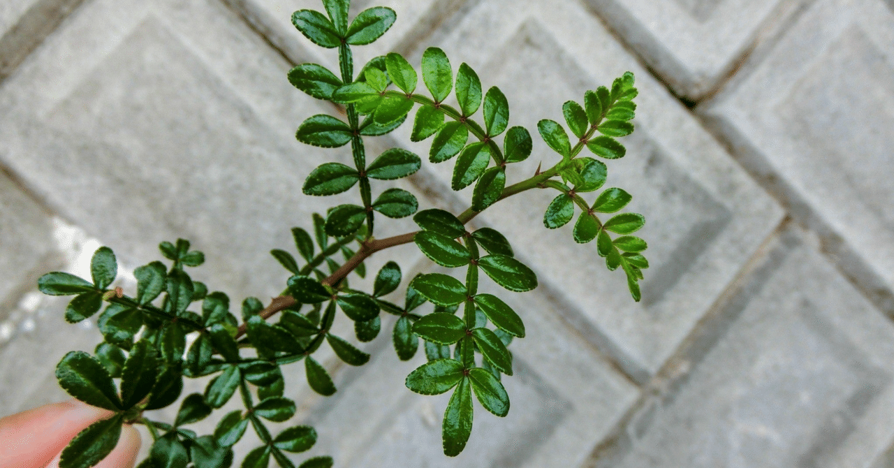 朝倉山椒｜akito