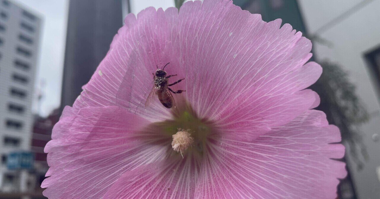 一喜一憂【養蜂生活422日目】｜yabusan（823）