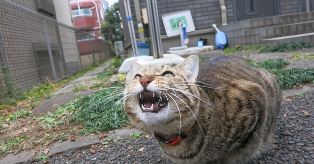 どーしましょ｜紅＝猫の瞳に恋する執事 Ti amo♡ ＃キジトラ ＃note ＃小説 ＃エッセイ ＃猫がいる幸せ