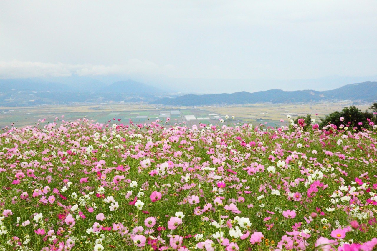 ポートフォリオ｜Shiba Atsu