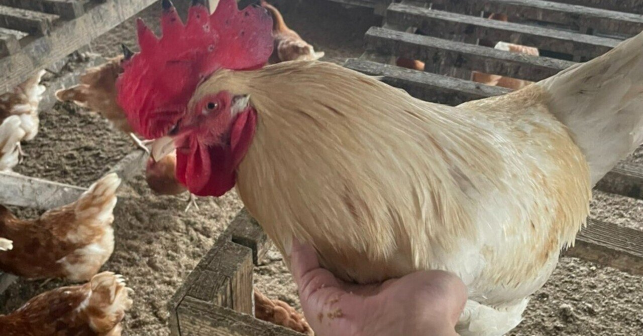 Hideyuki Shibata｜note