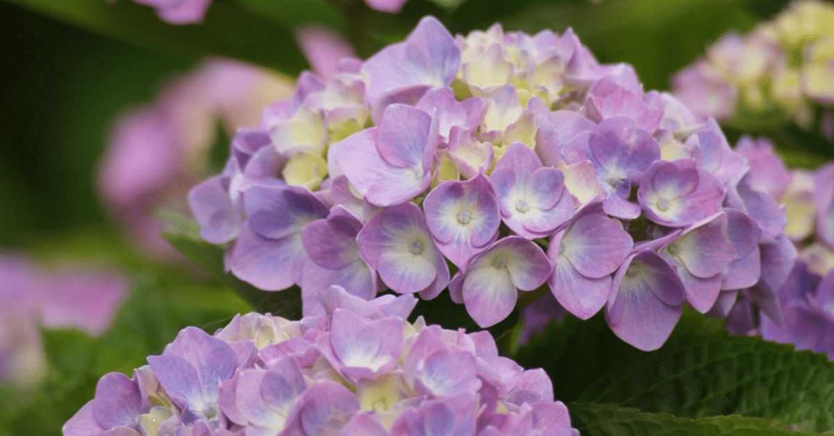 ECMAScriptの実験的な仕様「ECMAScript throw expressions」を使ってみたいのでESLintを設定してみた｜SHIFT Group 技術ブログ