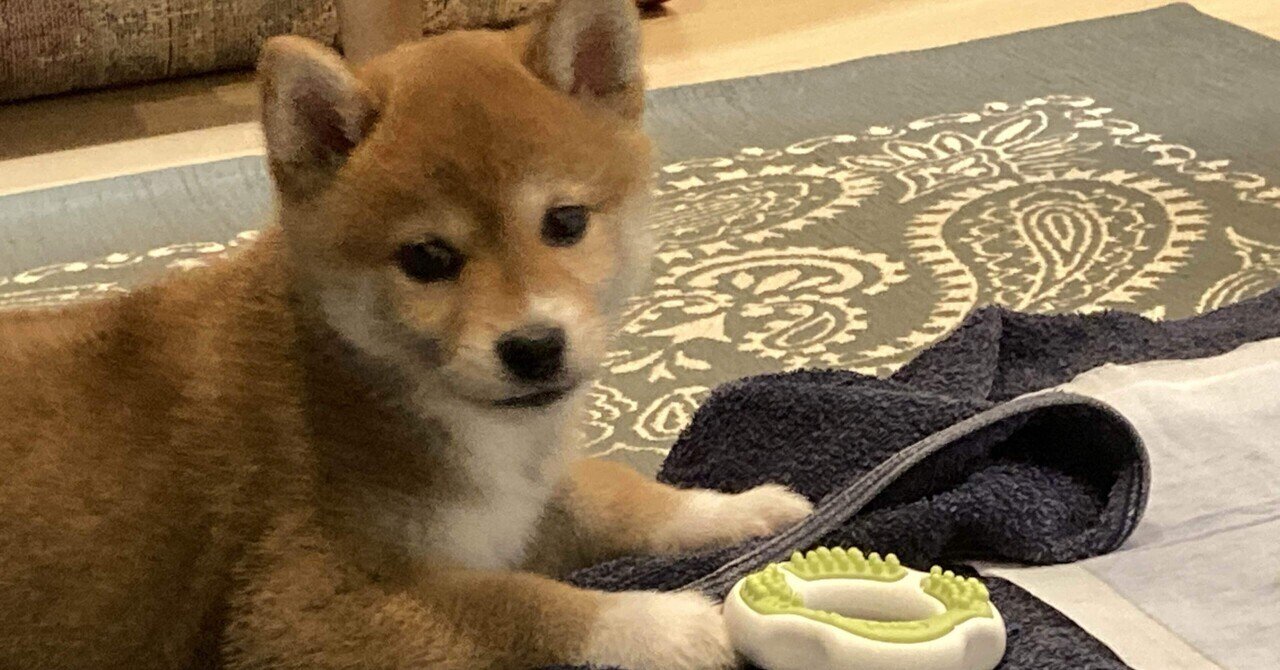 ニコがきてもうすぐ2週間｜723nk｜note