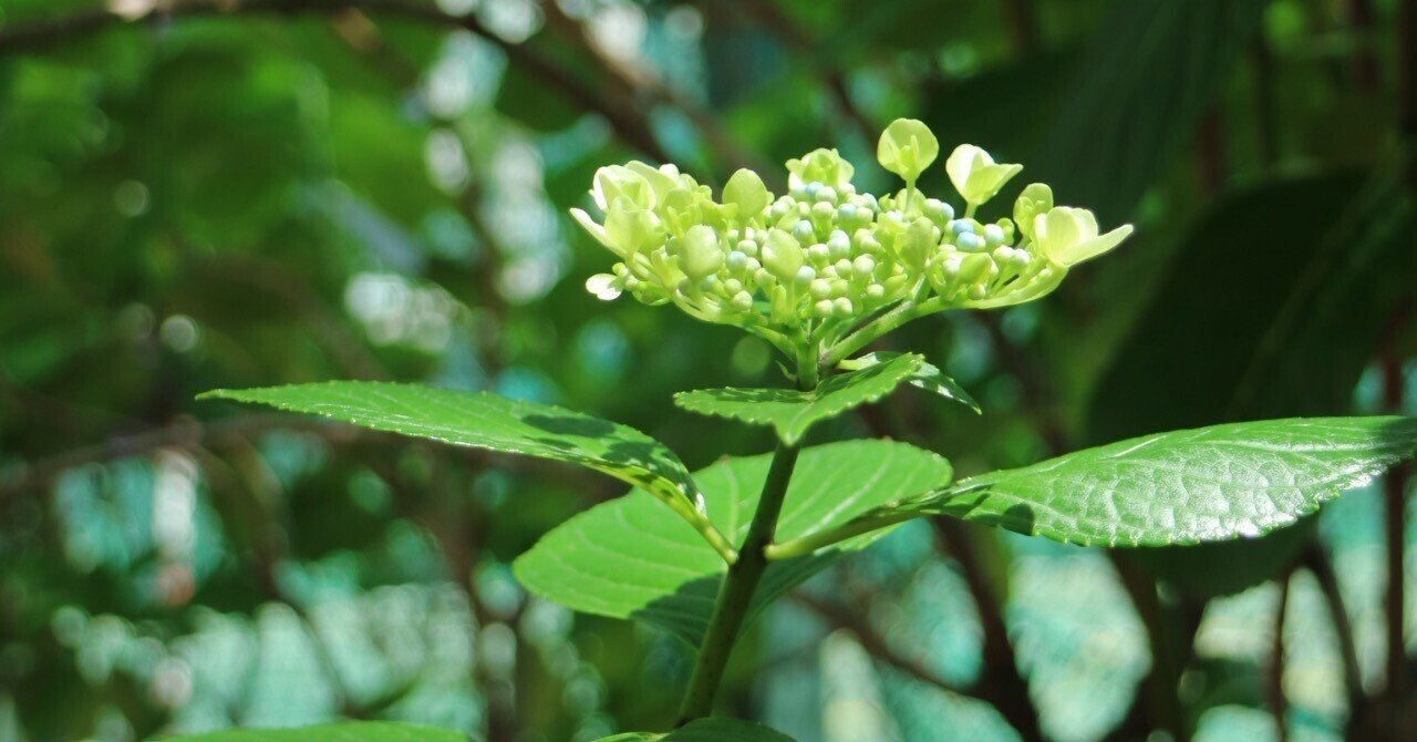 遊んであげる｜kaori_akiyama｜note