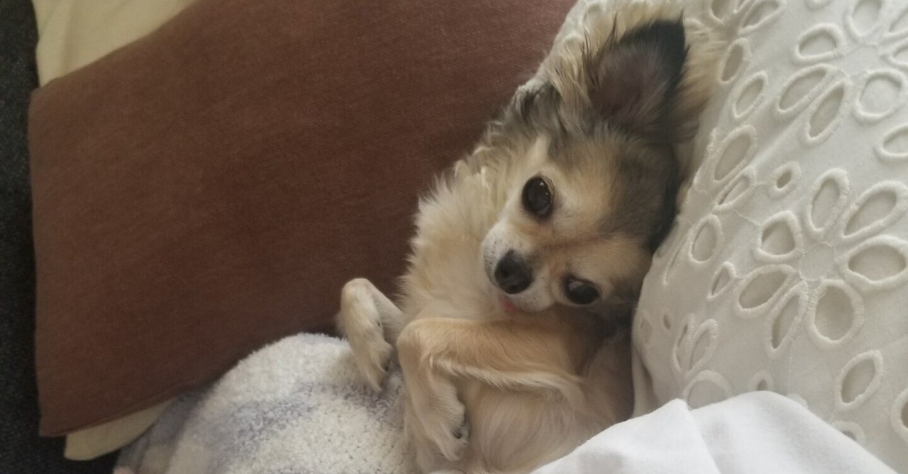 転妻、新天地へ。＆転勤族ってどうなの＠婚活市場｜おもも🌸ひものん＠30代から始める婚活