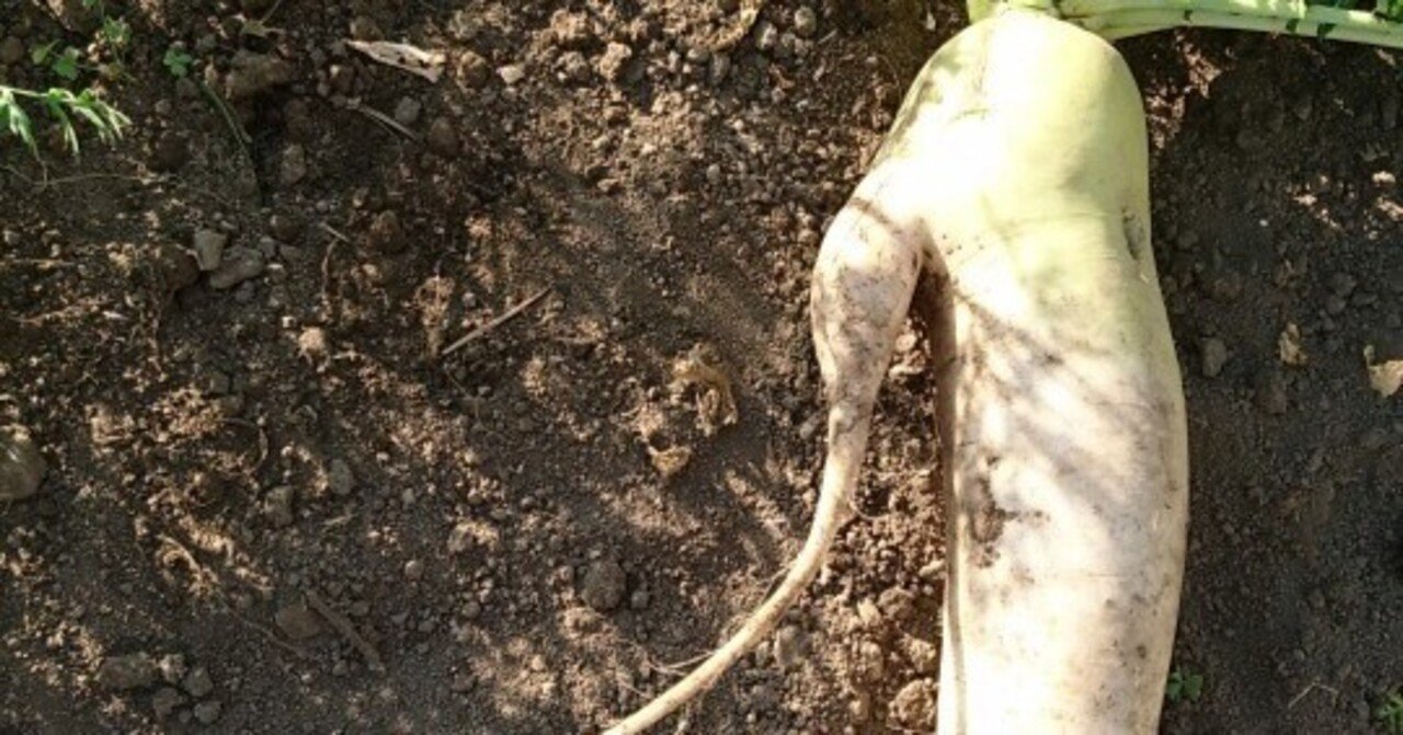 夢を叶える大根｜akkiy☆