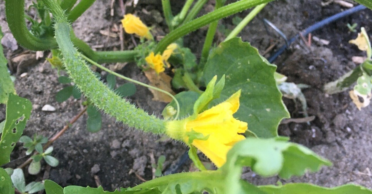 いちご山盛り&きゅうりの赤ちゃん、みっけ！｜IROIRO CREATIONS