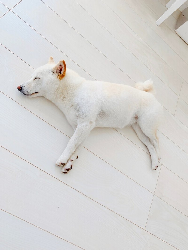 この頃から、、、 なんだか自分も家族の一員だよ、、、 って言う表情になってきた気がします、、、。｜西川進
