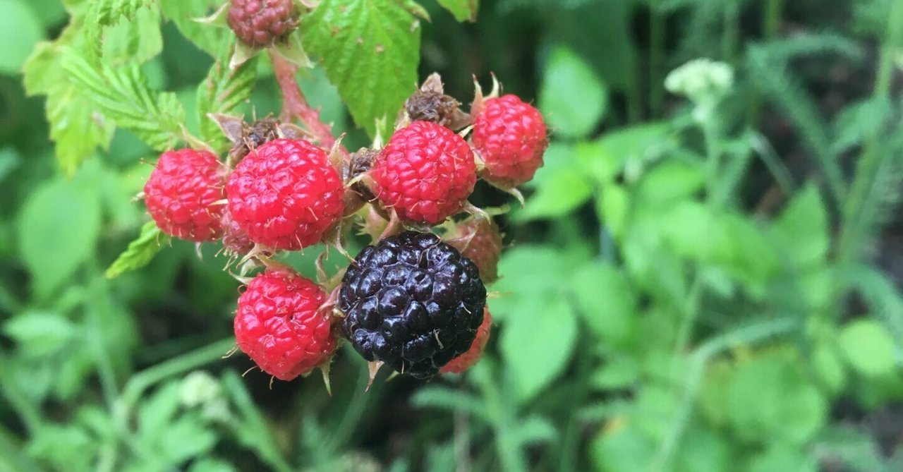 いちごが終わって、次はラズベリー♡自然の波が見えるね｜IROIRO CREATIONS