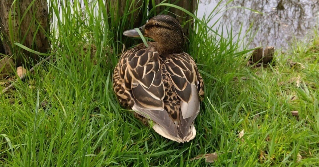 日常の記録、始めます｜Mrs.mitchy