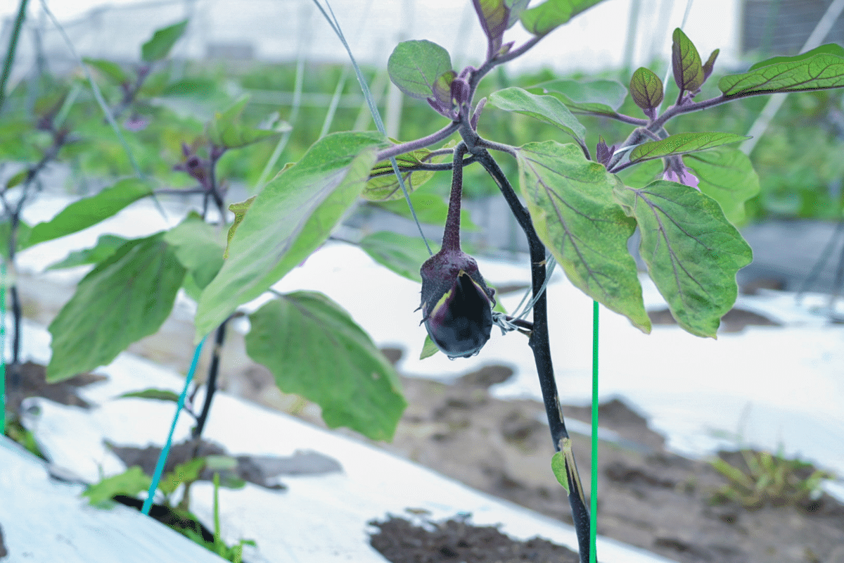 日常に疲れたときこそ農業体験を。「農」からつながる出会いで今を楽しむ【大阪府・農〜labo'泉州】｜まだらー｜獣医師×ライター