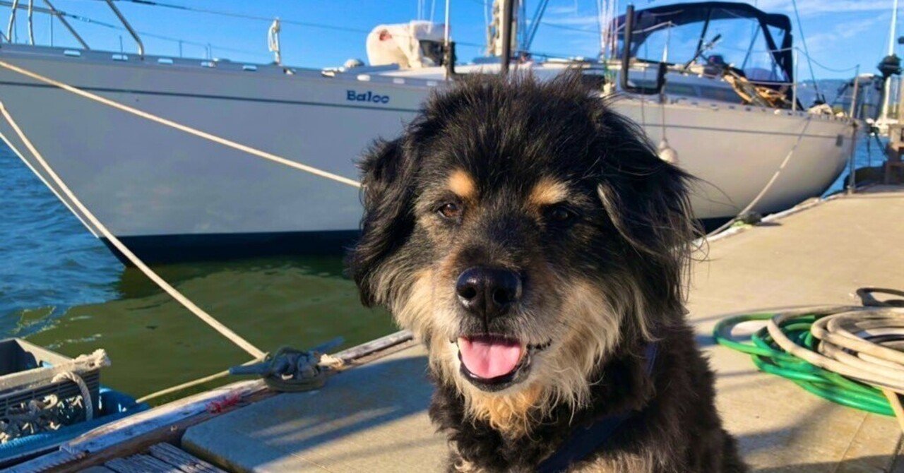 くまのヨット暮らし④船暮らしってこんな感じだよ｜みかどん（Mikako Hoshi)